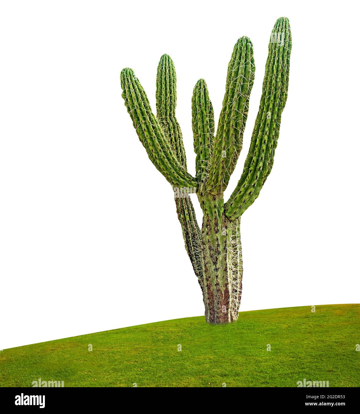 Cactus isolated on white background Stock Photo - Alamy