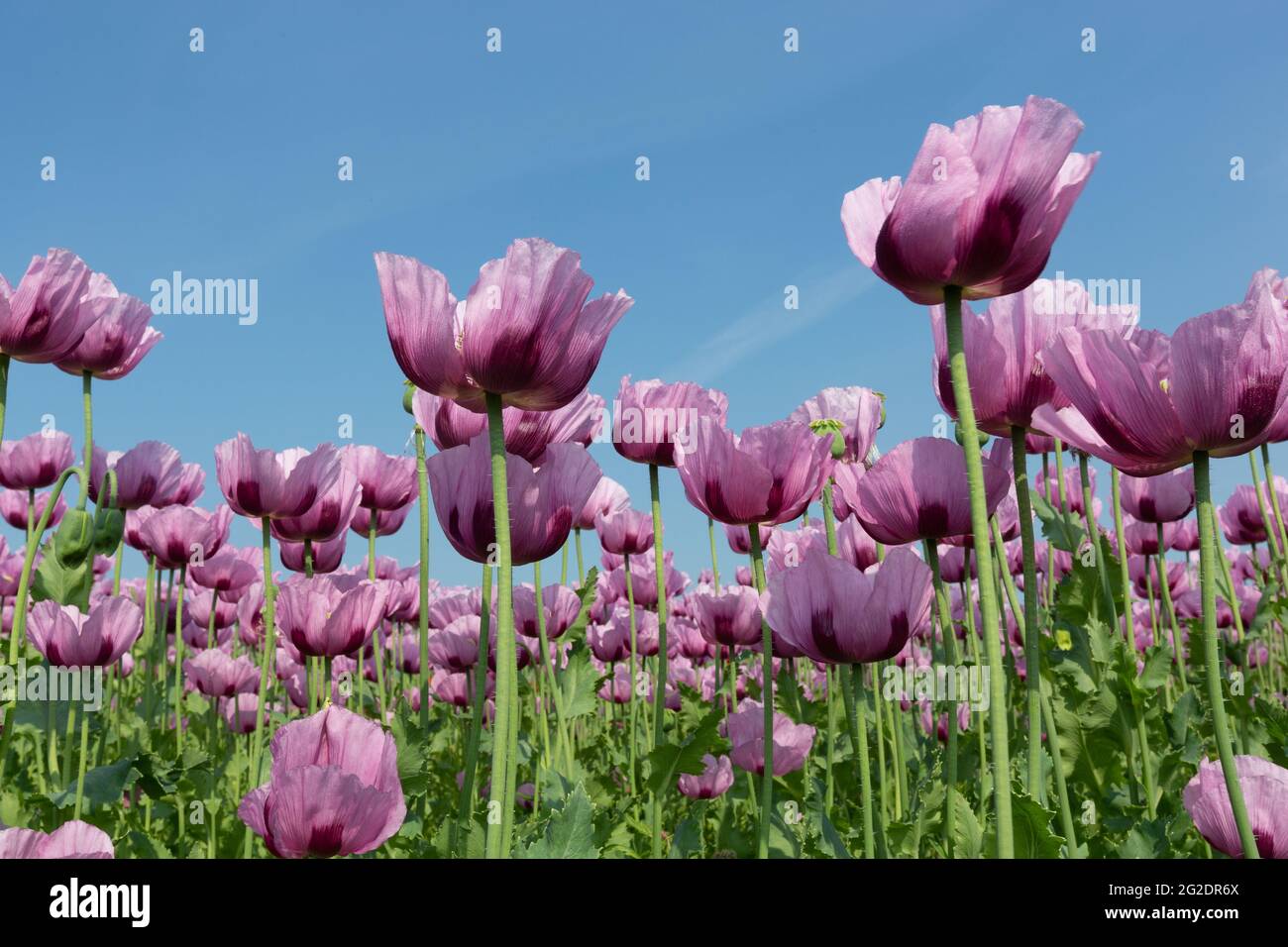 Plants of blooming opium poppies against a blue sky Stock Photo - Alamy