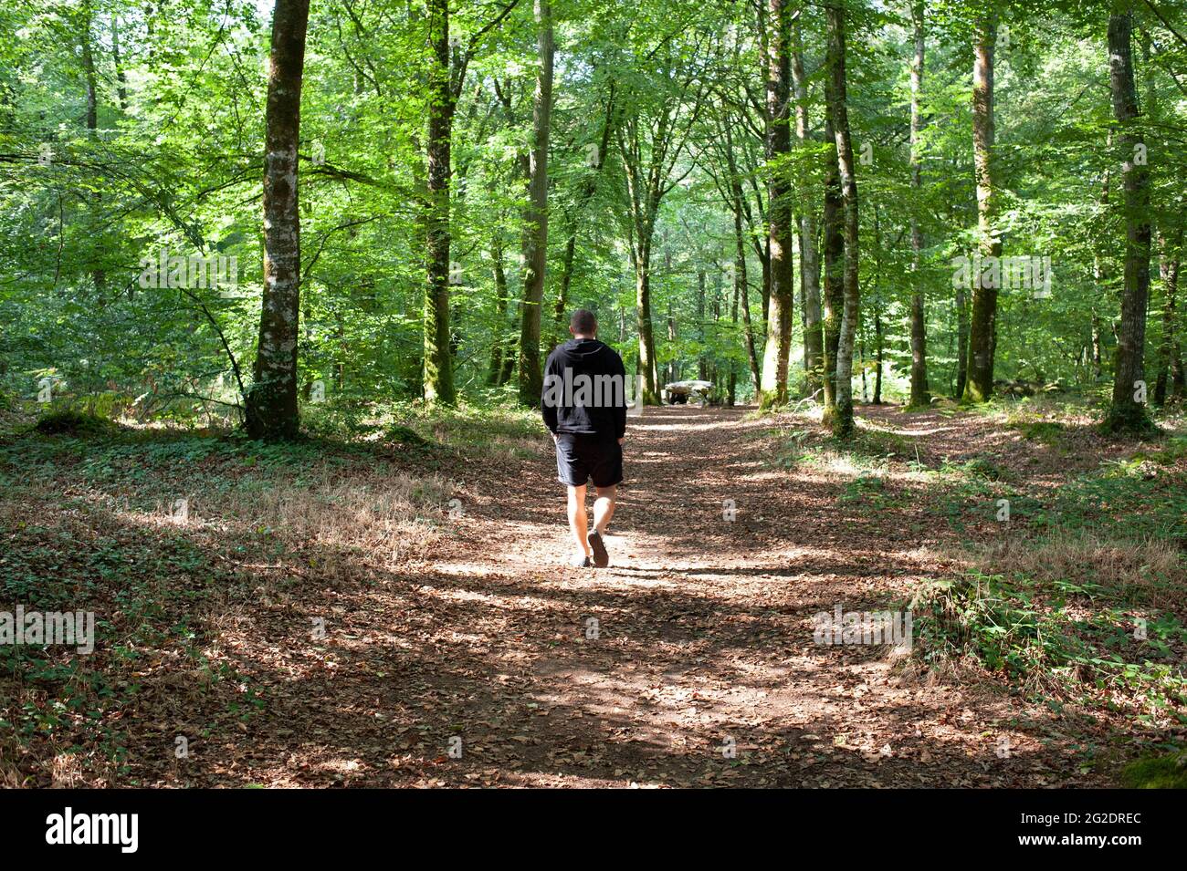 A family exploring woods on a walk in France in the summer with lovely ...