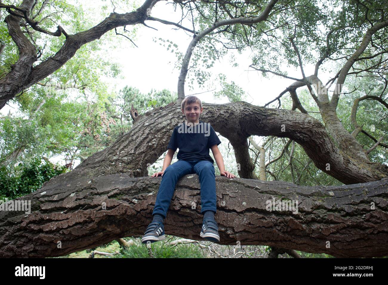 A young boy sits on the branch of a tree he has climbed Stock Photo - Alamy