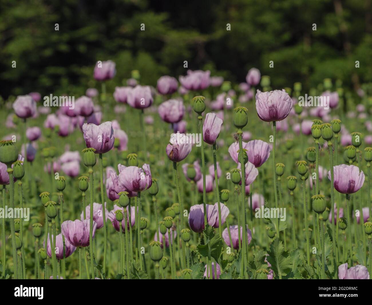 many puppies on a german field Stock Photo - Alamy