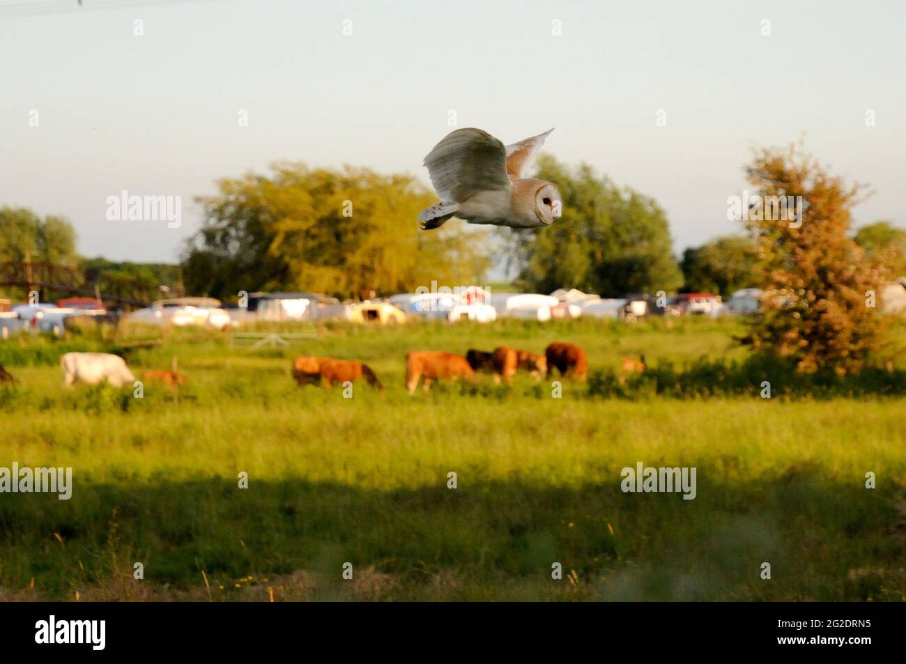 Potter Heigham, Norfolk, UK. 10th June 2021. Barn Owl out hunting ...