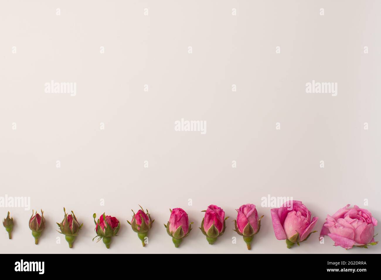 rose flowers laid out in a row. the flowers vary from small to large ...