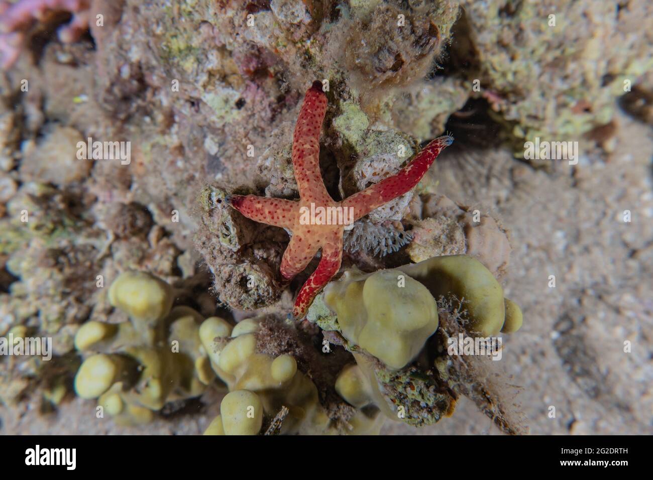 Starfish On the seabed in the Red Sea, Eilat Israel Stock Photo - Alamy