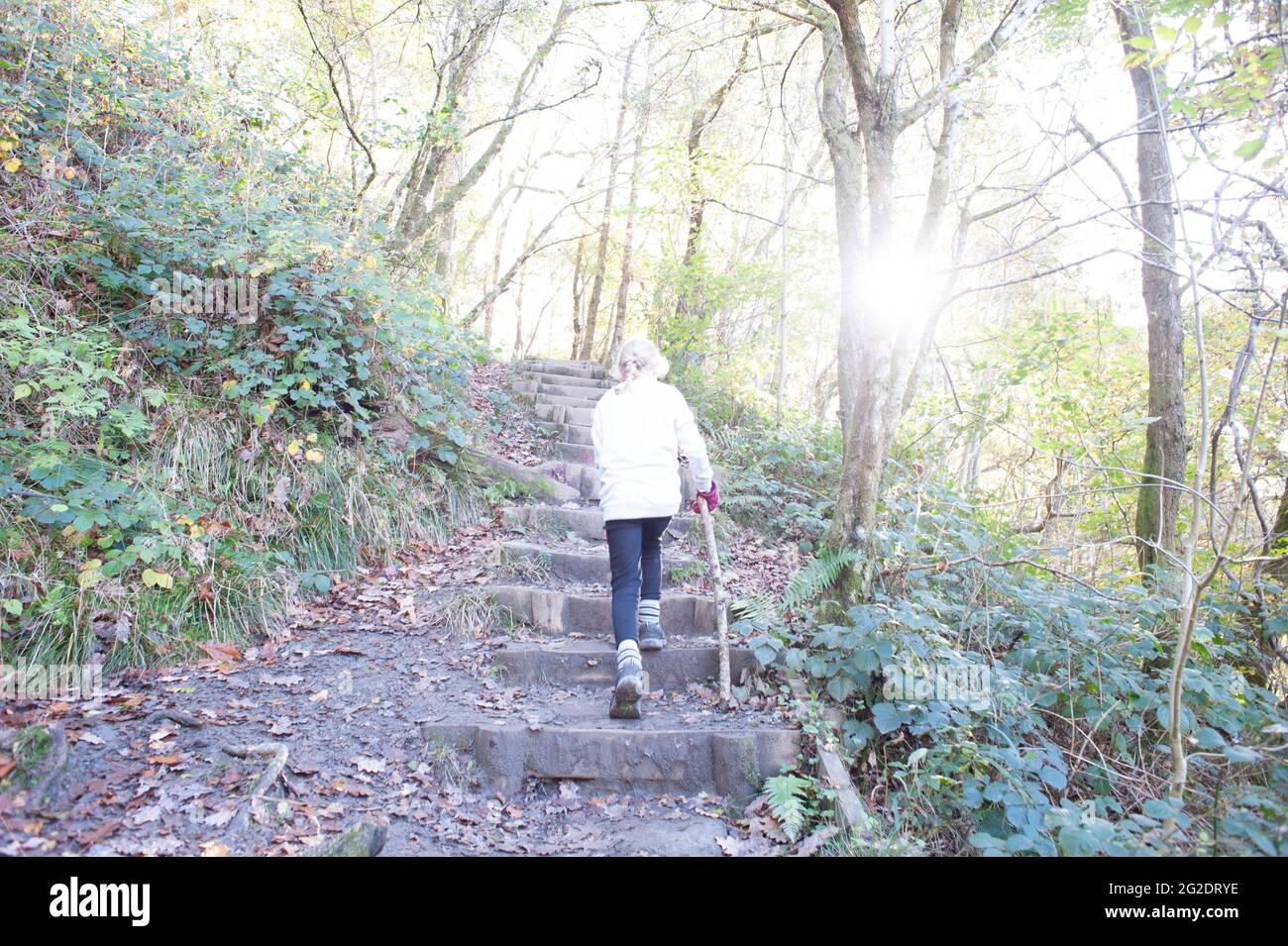 Family walk in woods hi-res stock photography and images - Alamy