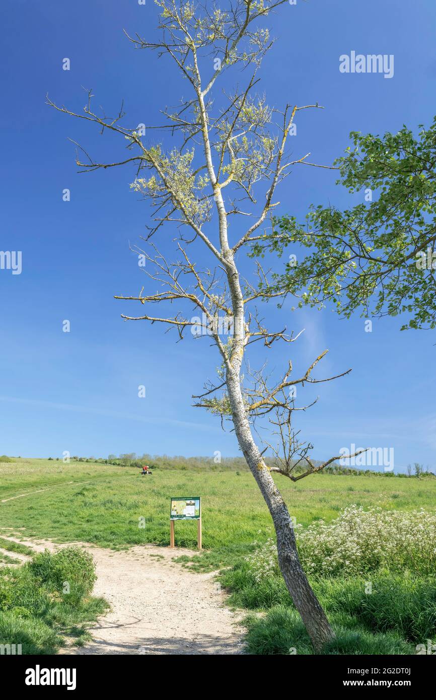 Findon tree hi-res stock photography and images - Alamy