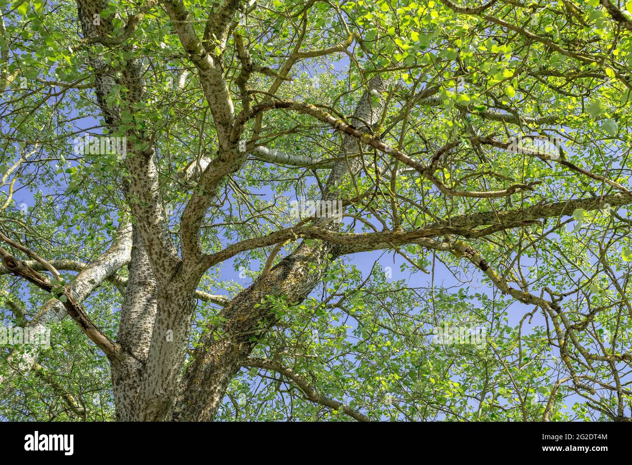 Spring tree in woodland Stock Photo - Alamy