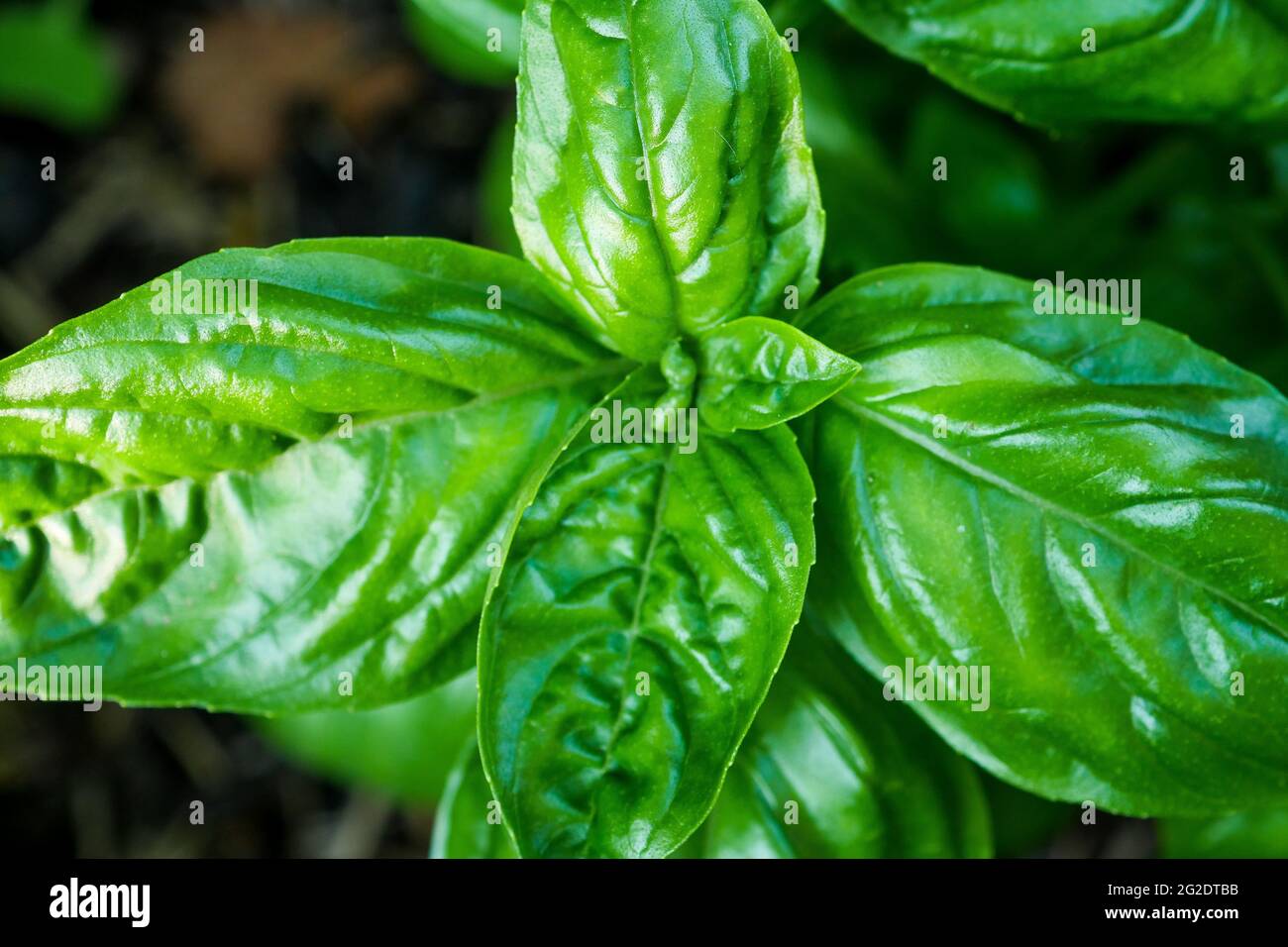 Basil In French at Thelma Guerrero blog