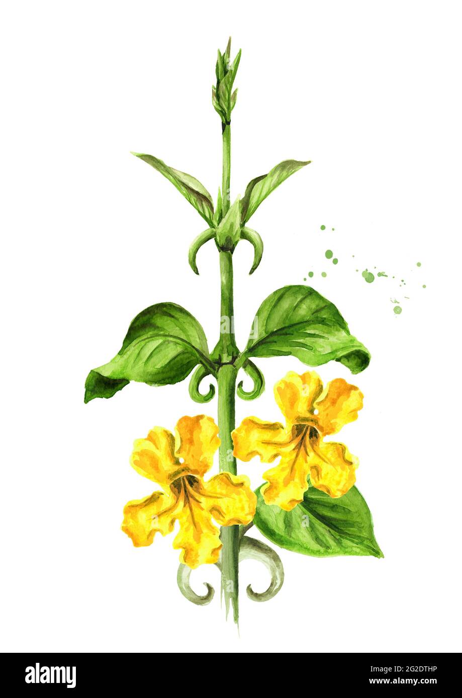 Cats claw or Uncaria tomentosa stem and flower. Watercolor hand drawn ...