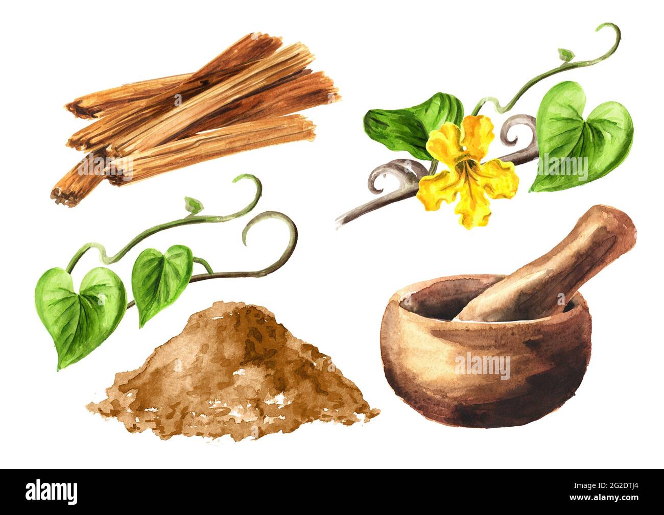 Uncaria stem hi-res stock photography and images - Alamy