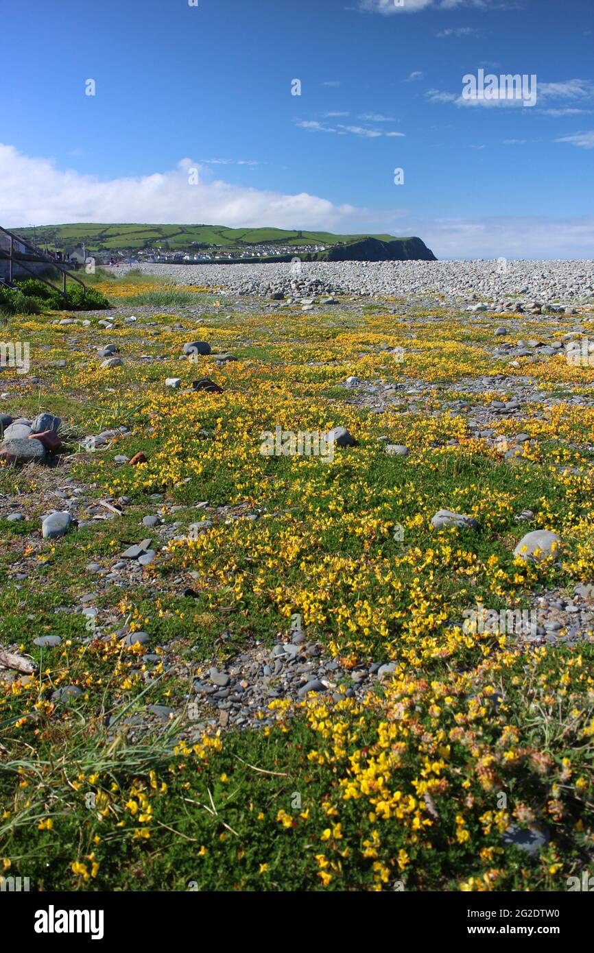 Borth hi-res stock photography and images - Alamy