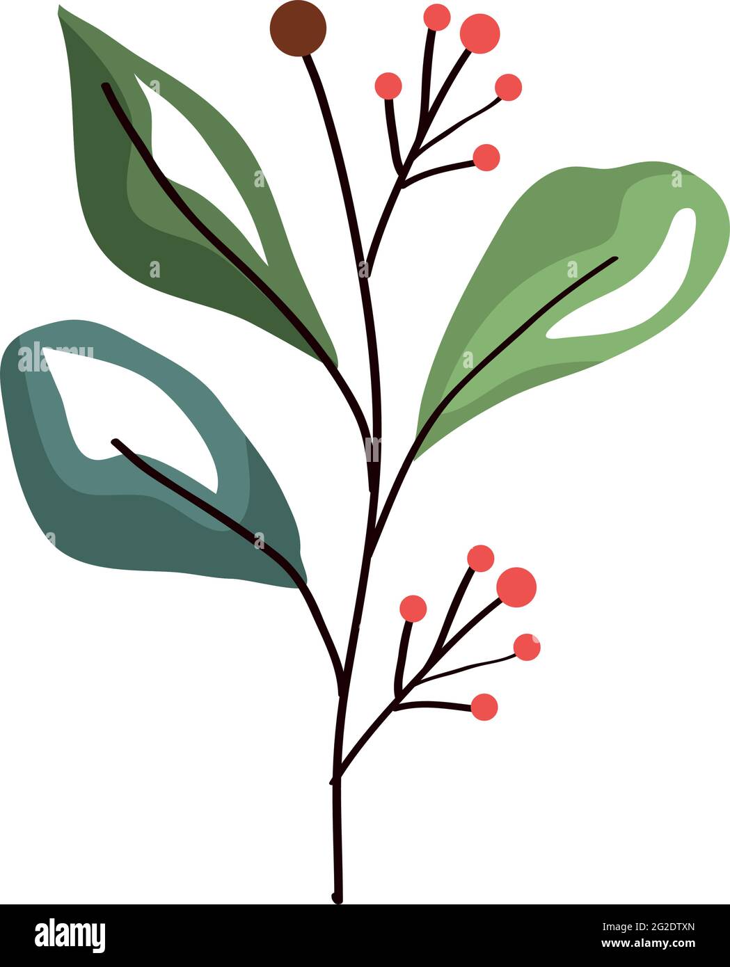 leaves with berries Stock Vector Image & Art - Alamy