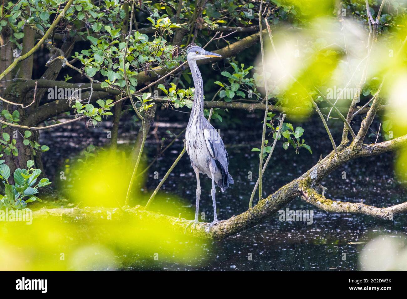 Baldeneysee and heisinger bogen hi-res stock photography and images - Alamy