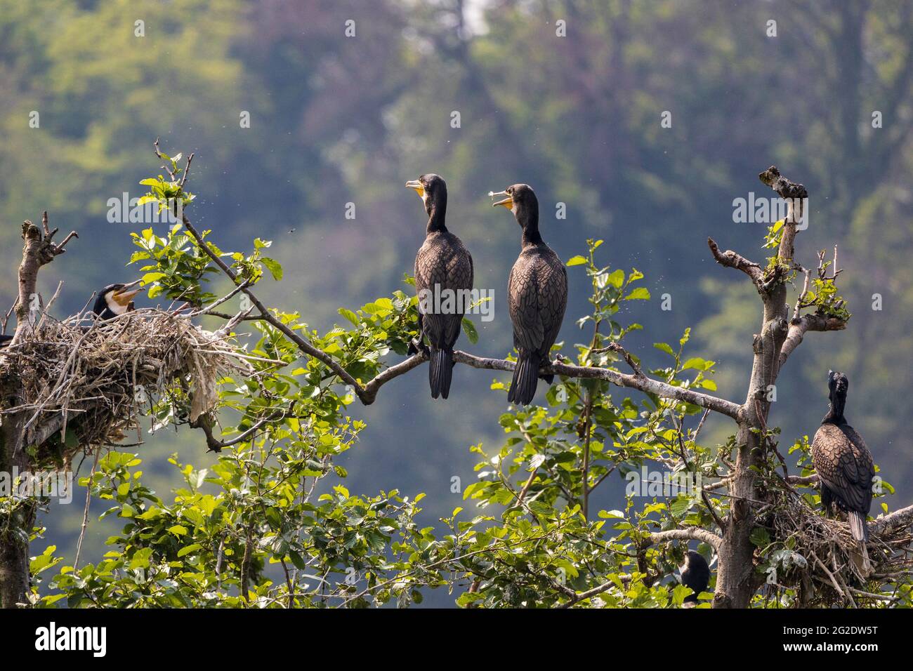 Baldeneysee and heisinger bogen hi-res stock photography and images - Alamy
