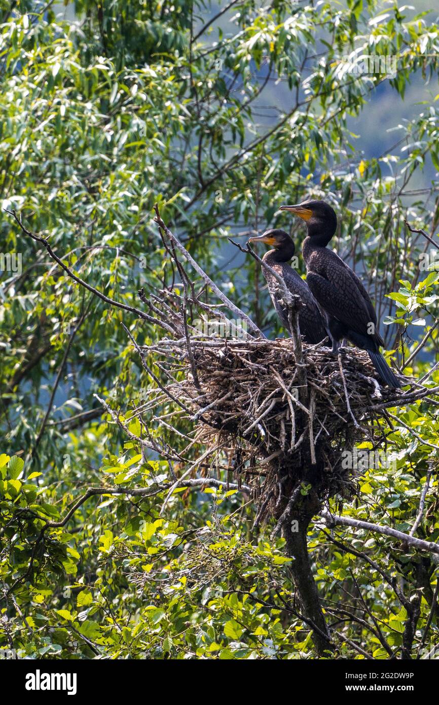 Baldeneysee and heisinger bogen hi-res stock photography and images - Alamy