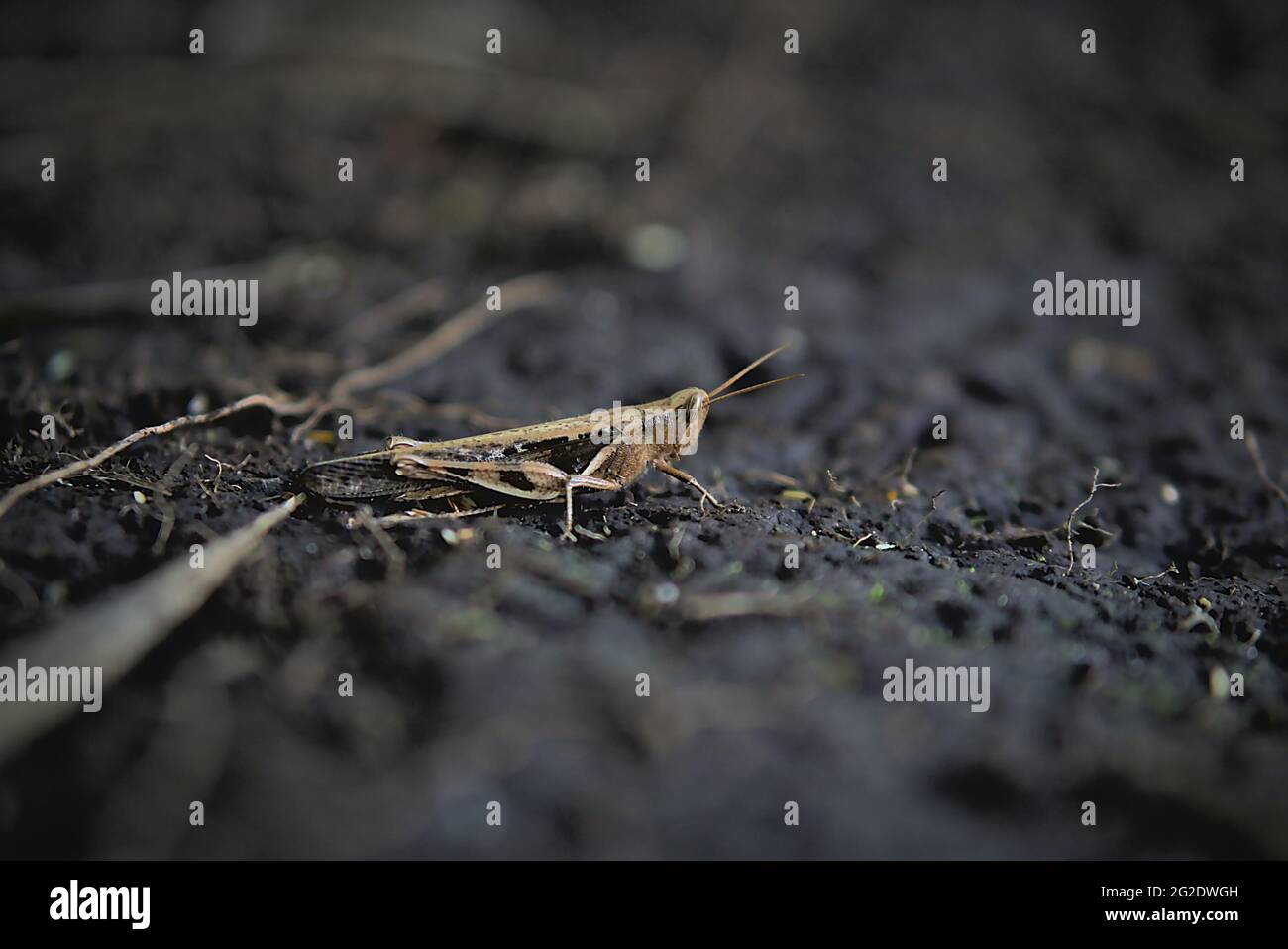 Australian plague locust hi-res stock photography and images - Alamy