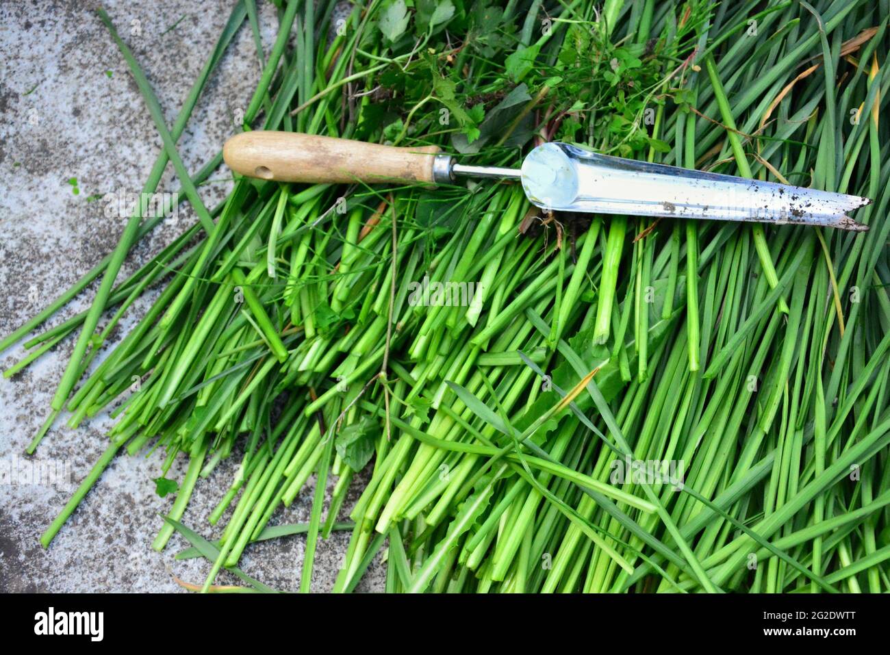 Gardening knife in a garden with green plants Stock Photo - Alamy