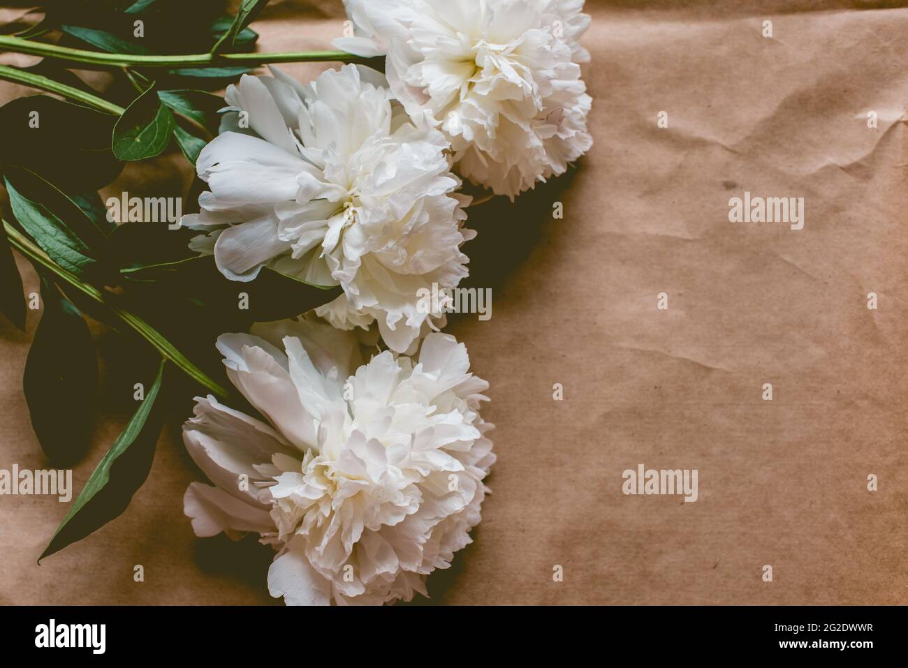 White peonies pattern on craft paper background with copy space Stock ...