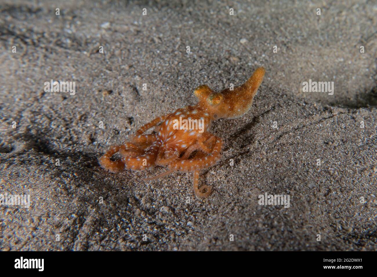 Octopus king of camouflage in the Red Sea, Eilat Israel Stock Photo - Alamy