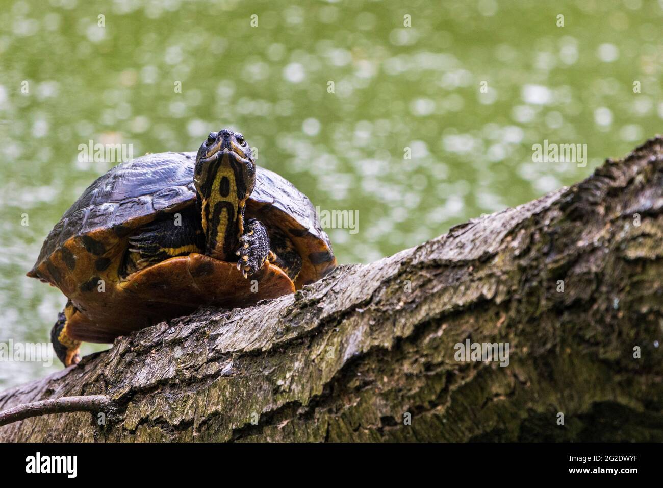 Turtles trachemys scripta pond hi-res stock photography and images - Alamy