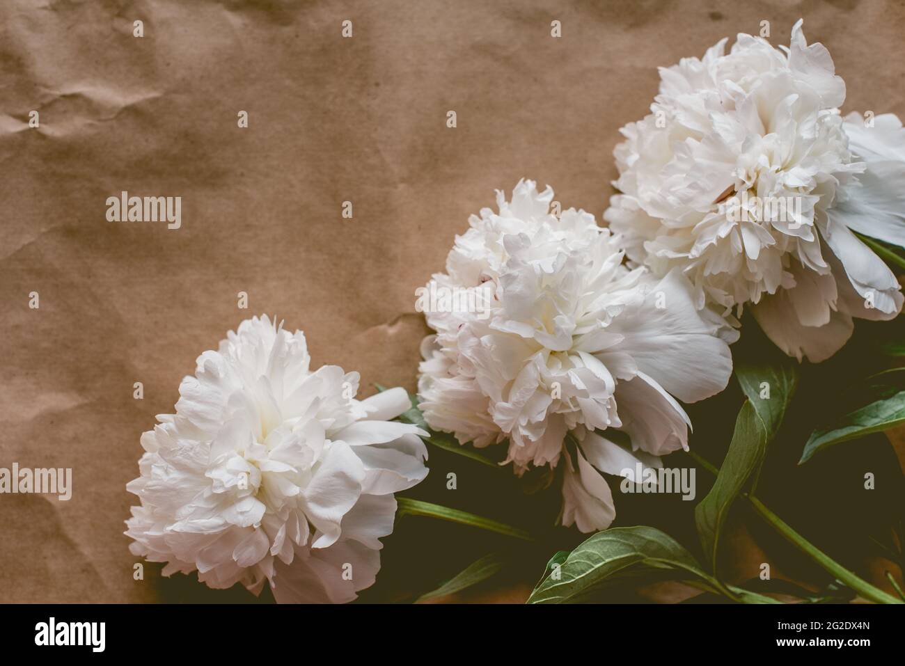 White peonies pattern on craft paper background with copy space Stock ...