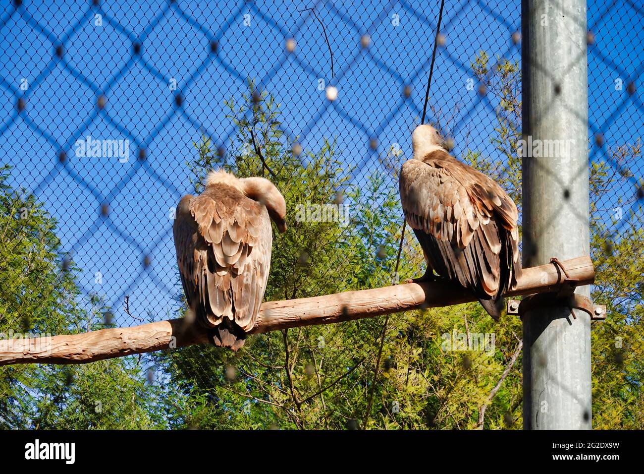 Vulture in cage hi-res stock photography and images - Alamy