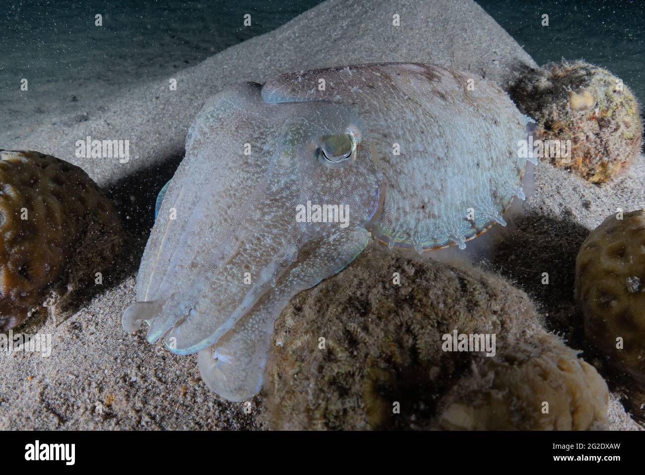 Squid in the Red Sea Colorful and beautiful, Eilat Israel Stock Photo ...