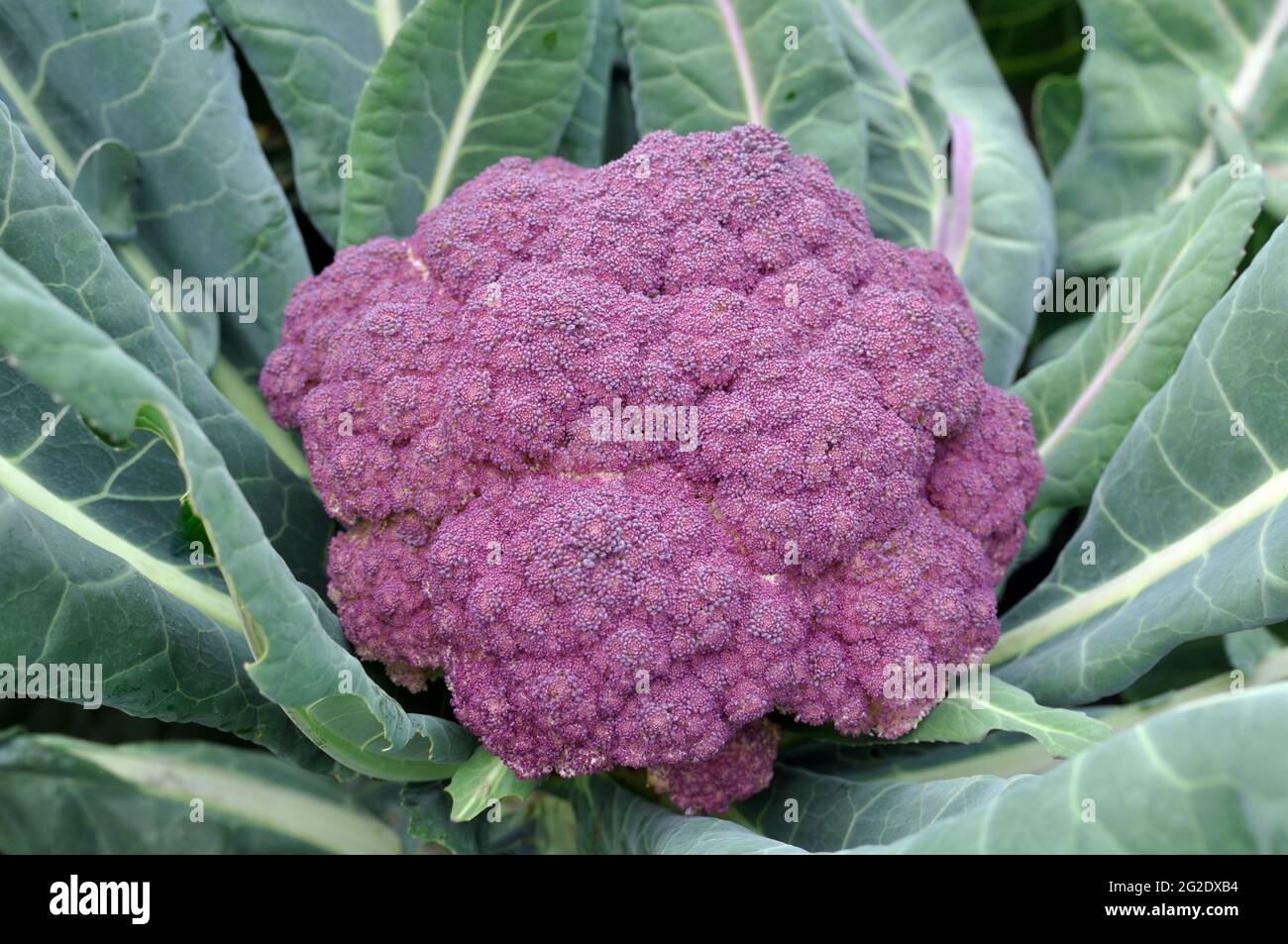 close-up of ripe violet cauliflower in the vegetable garden Stock Photo ...