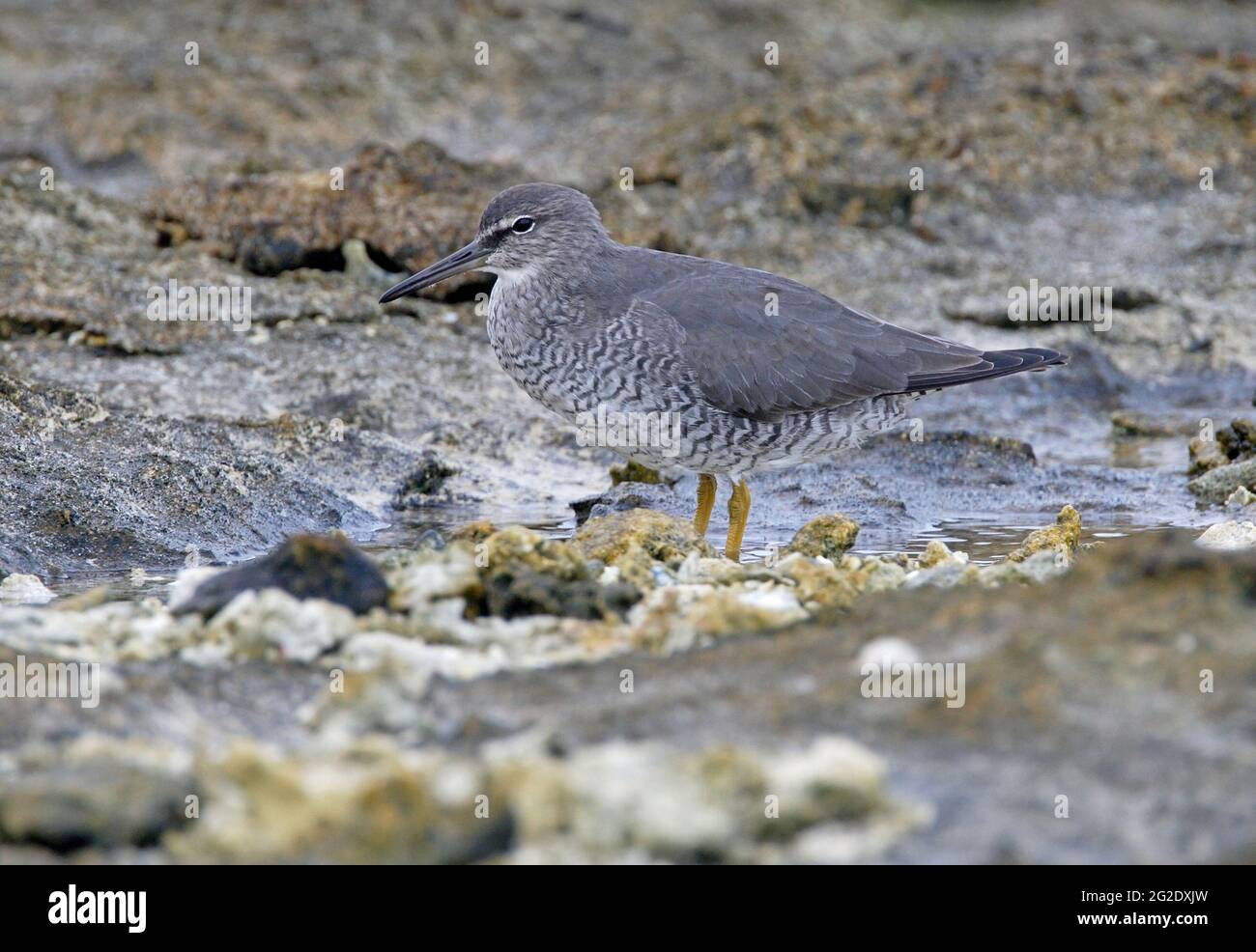 Wandering Tattler (Tringa incana) bird in breeding plumage Lady Eliot ...