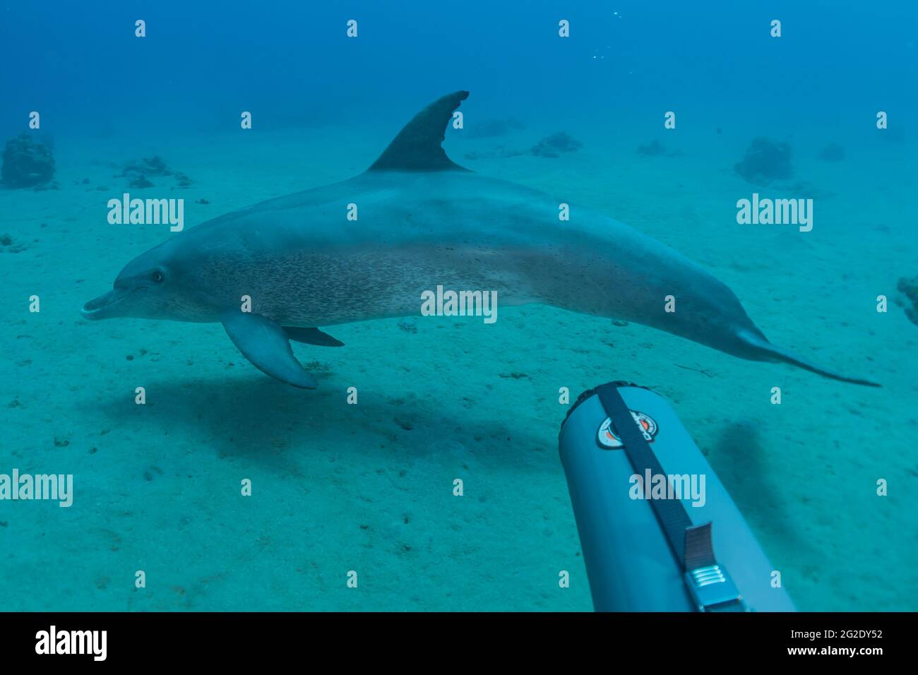 Dolphin swimming in the Red Sea, Eilat Israel Stock Photo - Alamy