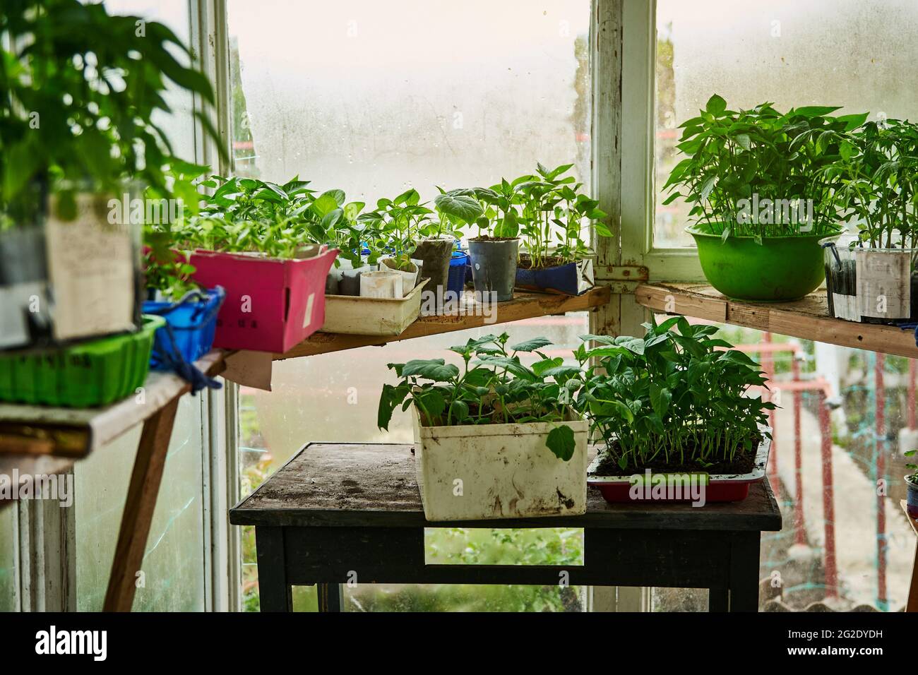 Seedlings, culinary greens grown in an old wooden home greenhouse ...