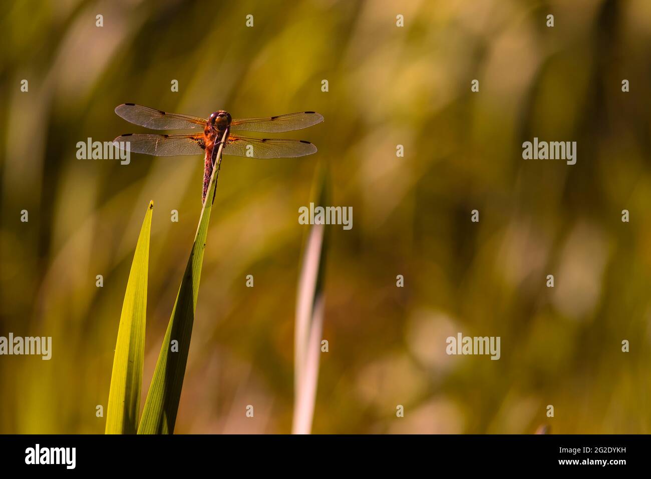 Big Dragonfly sits on a Reed, Nice Dragonfly on reed with nice Bokeh ...