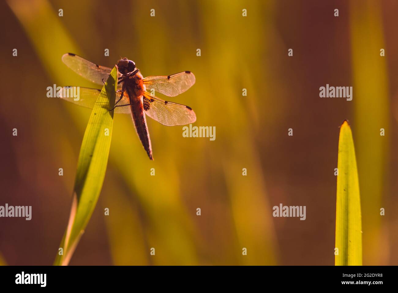 Big Dragonfly sits on a Reed, Nice Dragonfly on reed with nice Bokeh ...