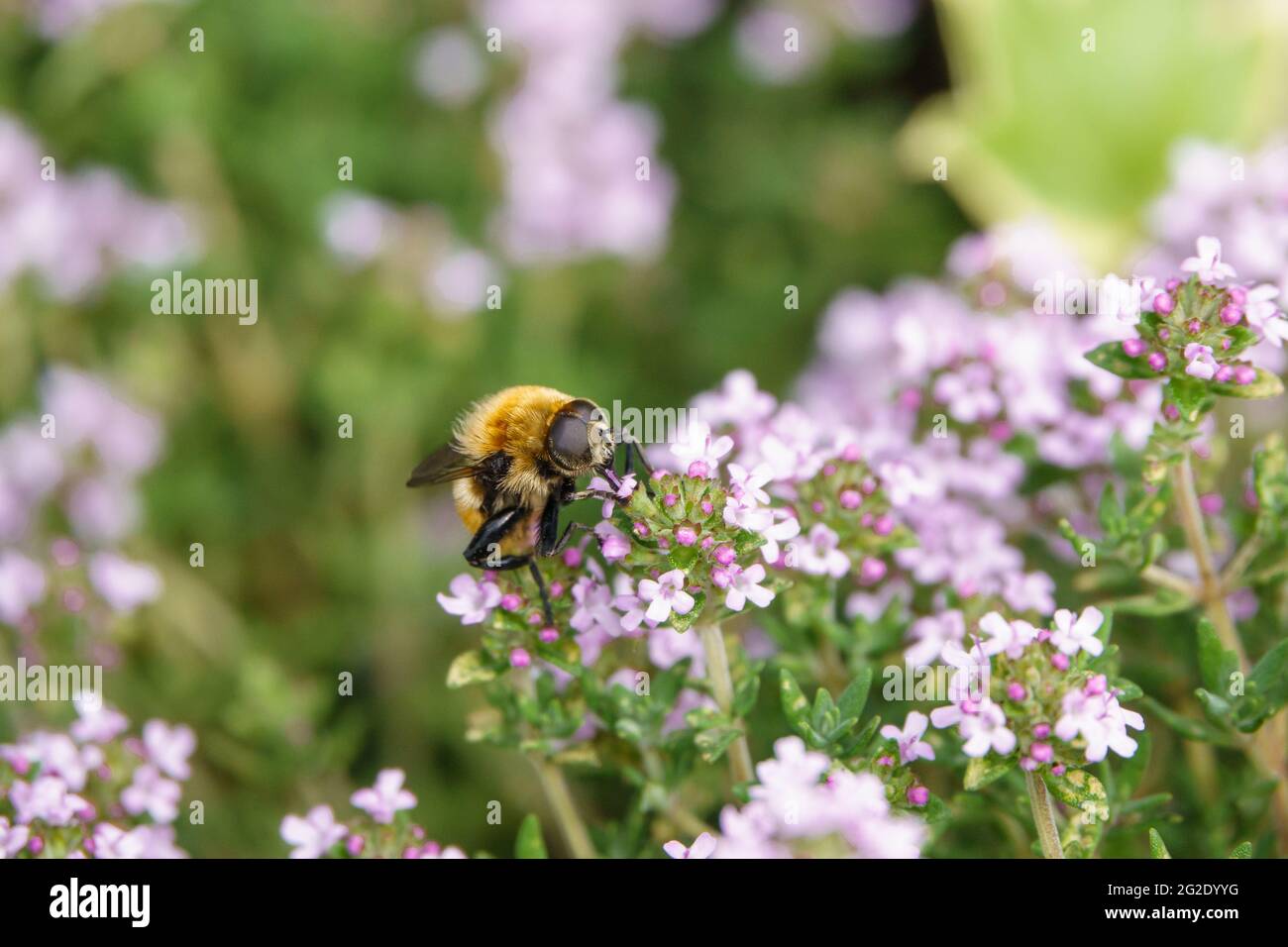 Holartic species hi-res stock photography and images - Alamy