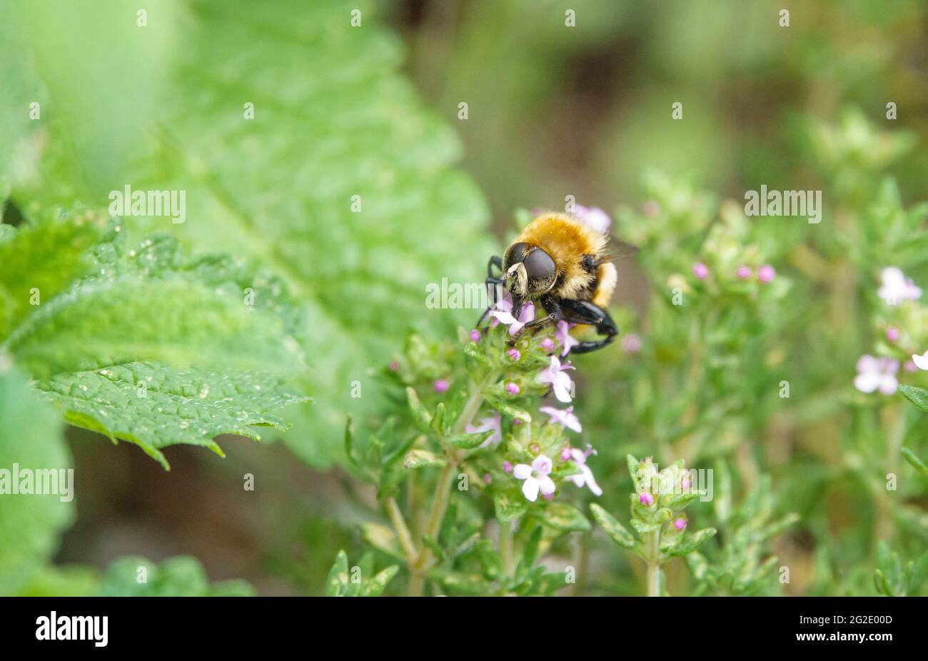 Holartic species hi-res stock photography and images - Alamy