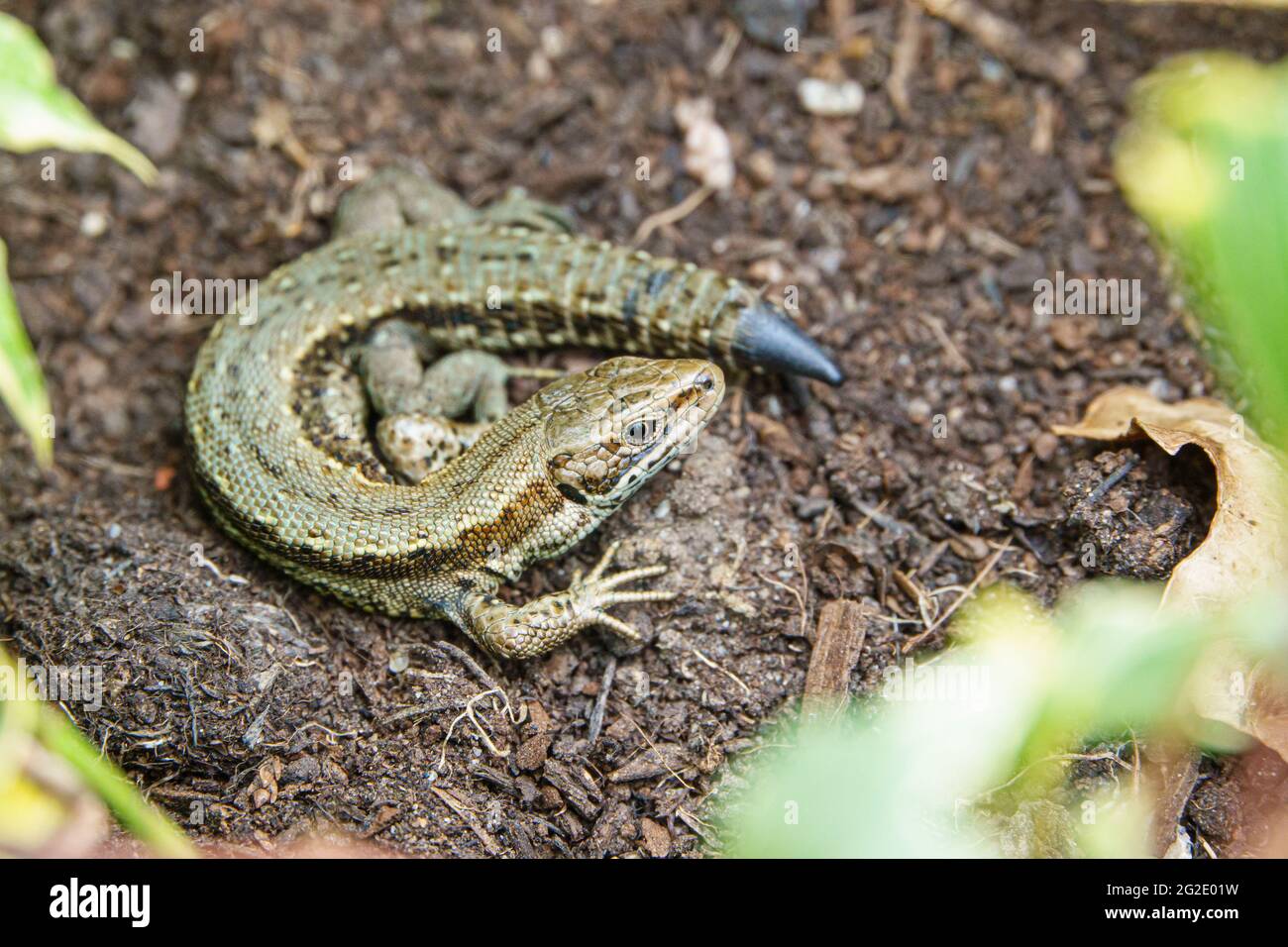 Common uk lizard hi-res stock photography and images - Alamy