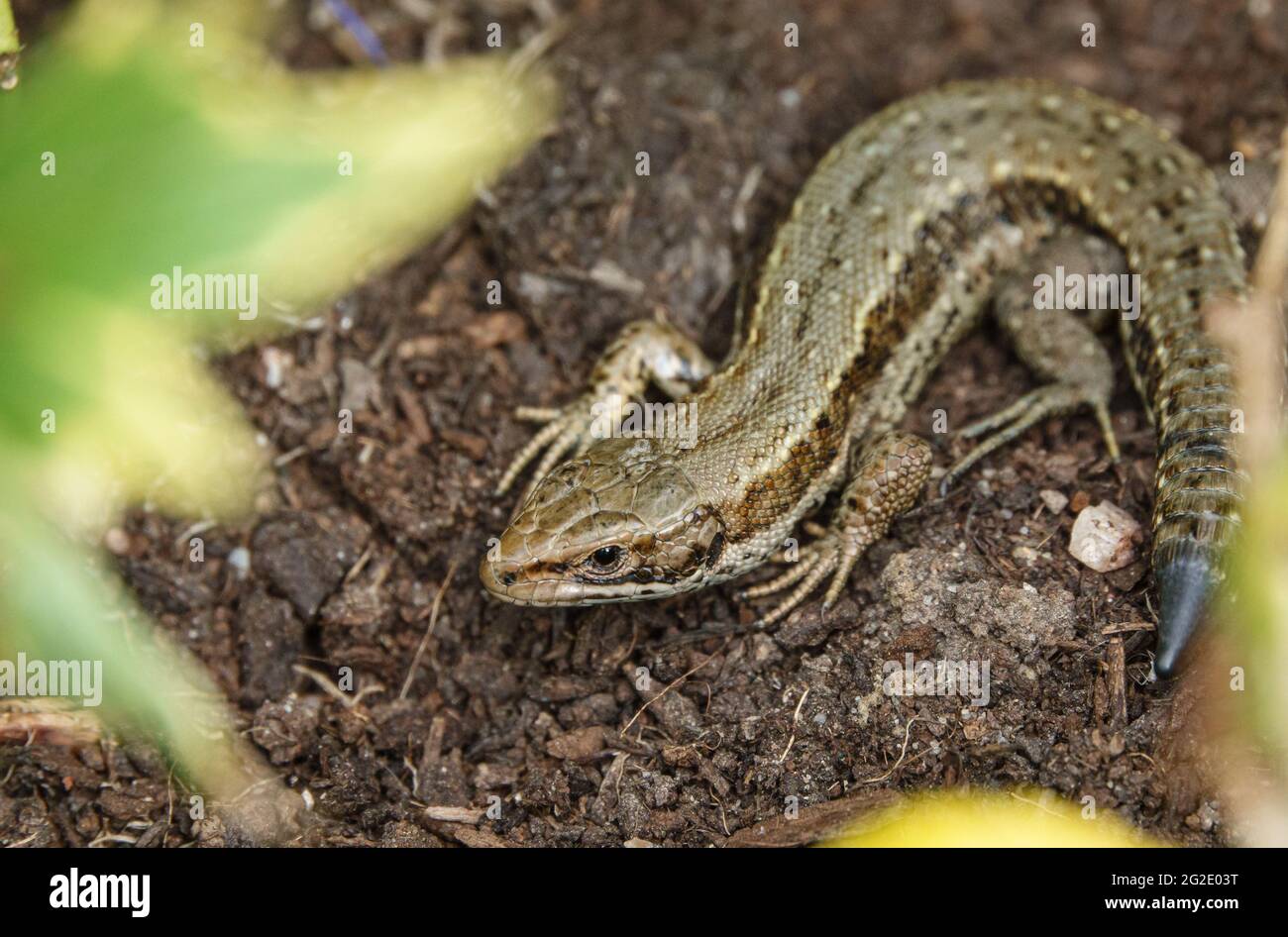 Common lizard uk hi-res stock photography and images - Alamy