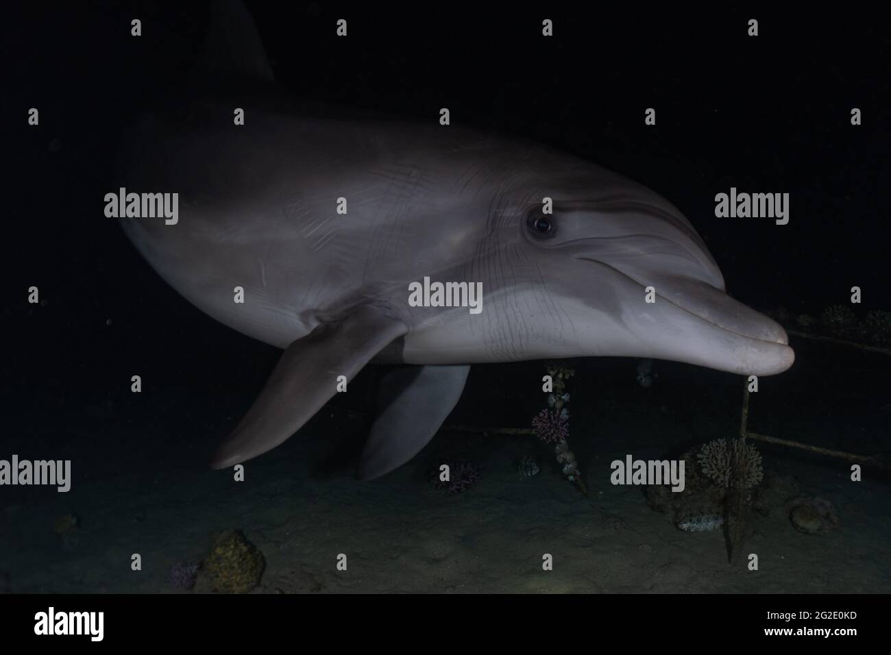 Dolphin swimming in the Red Sea, Eilat Israel Stock Photo - Alamy