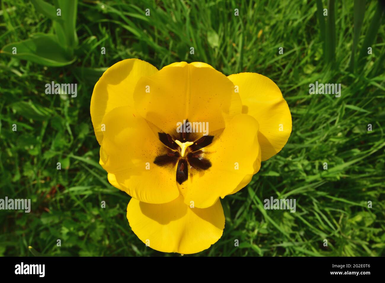 Yellow tulip from directly above Stock Photo - Alamy