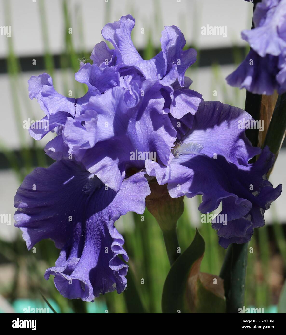 Close up of a purple, double bearded Sea Power Iris blooming in a garden in the spring Stock ...