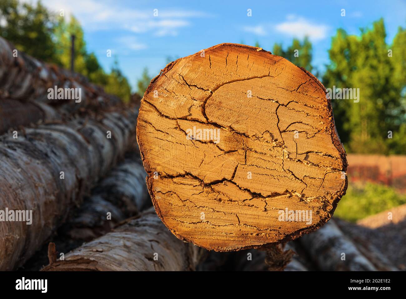 Big birches hi-res stock photography and images - Alamy