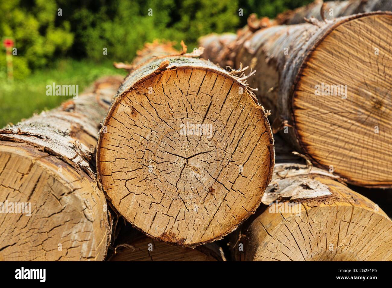 Birch trunks lie stacked on nature in summer. High quality photo Stock ...