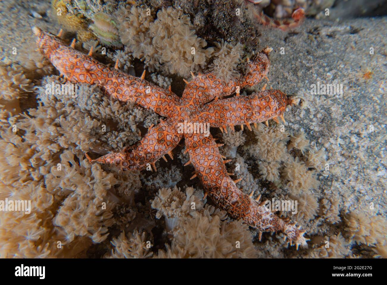 Starfish On the seabed in the Red Sea, Eilat Israel Stock Photo - Alamy