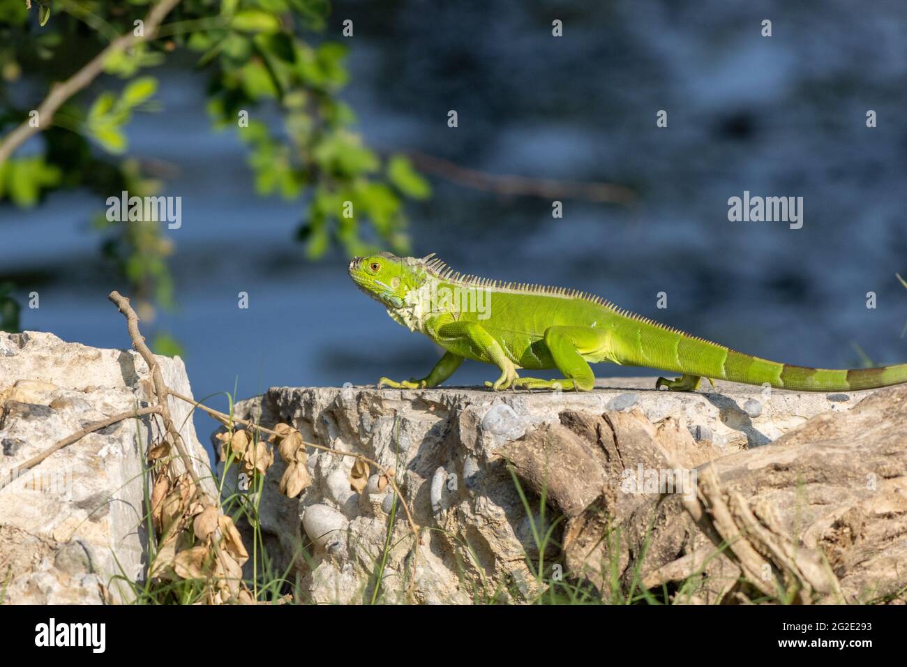 Green iguana in its natural habitat Stock Photo - Alamy