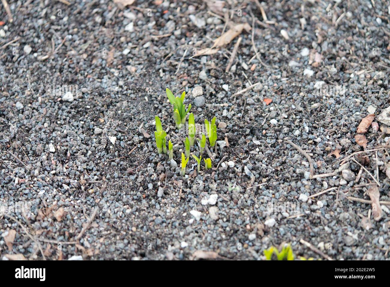 Sprouts grow ground time lapse hi-res stock photography and images - Alamy