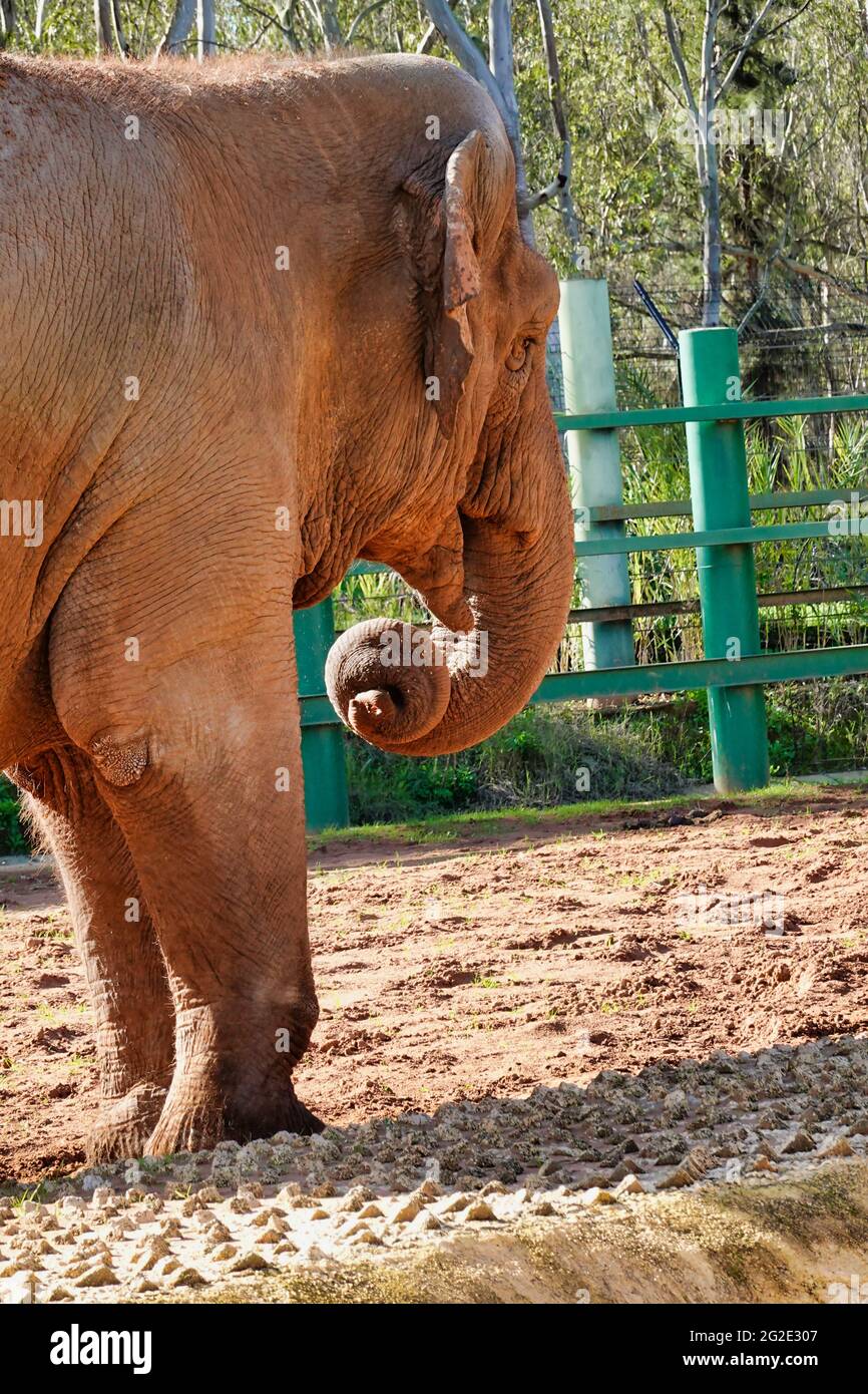 Side profile of an elephant in the zoo Stock Photo - Alamy