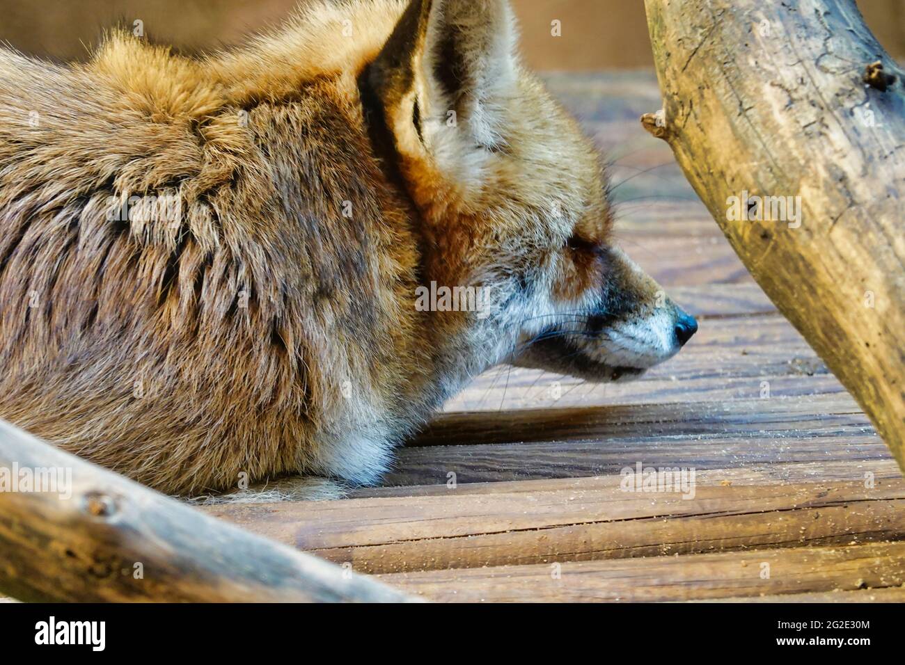 Side profile of beautiful fox Stock Photo - Alamy