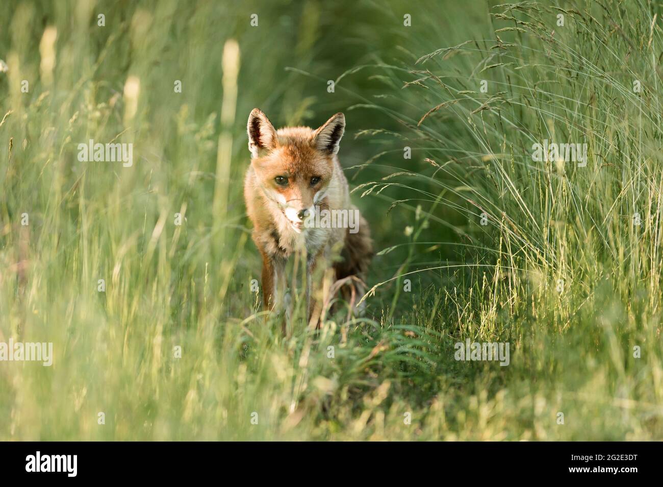 A red fox on a field path Stock Photo - Alamy