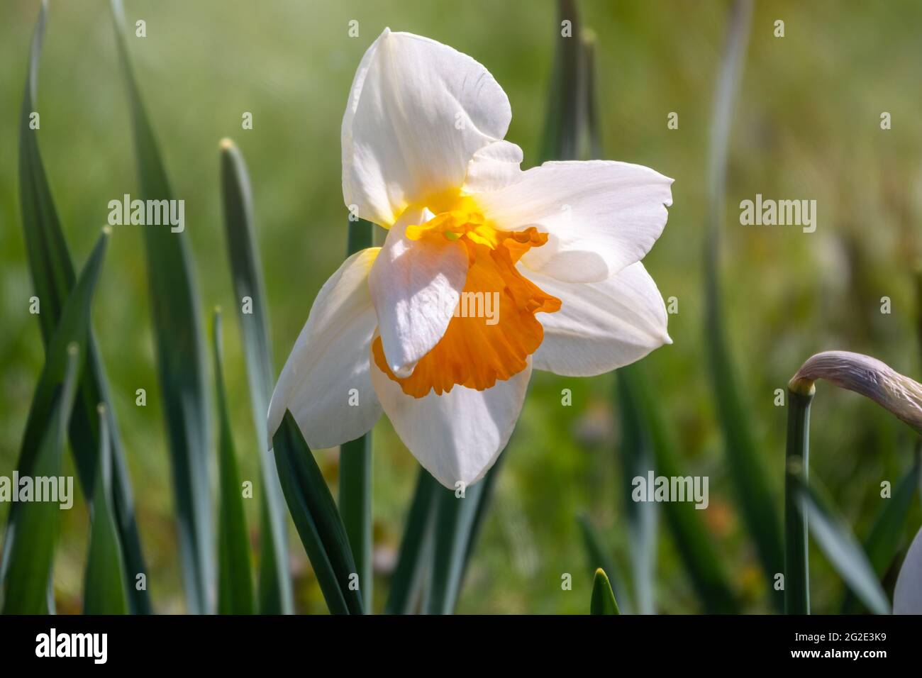 White daffodil flower with a yellow center in sunlight on a green ...