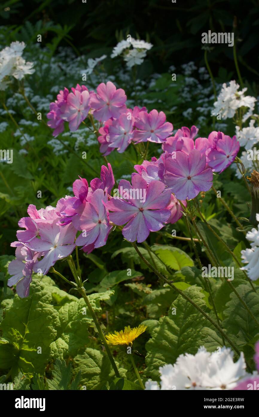 Garden Phlox- Pink and white phloxes in the garden Stock Photo - Alamy